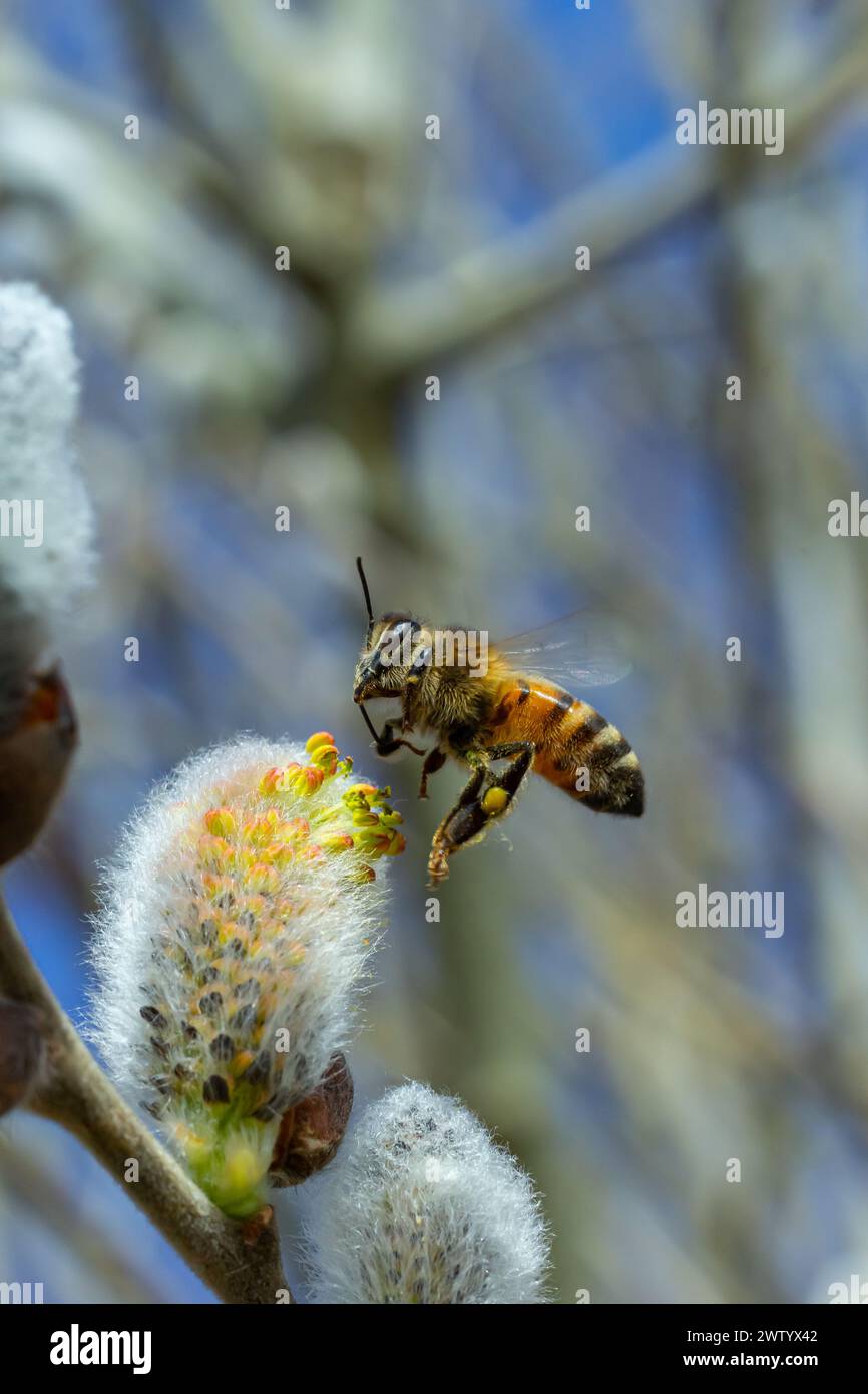 Pollination of a willow tree by a bee hi-res stock photography and ...