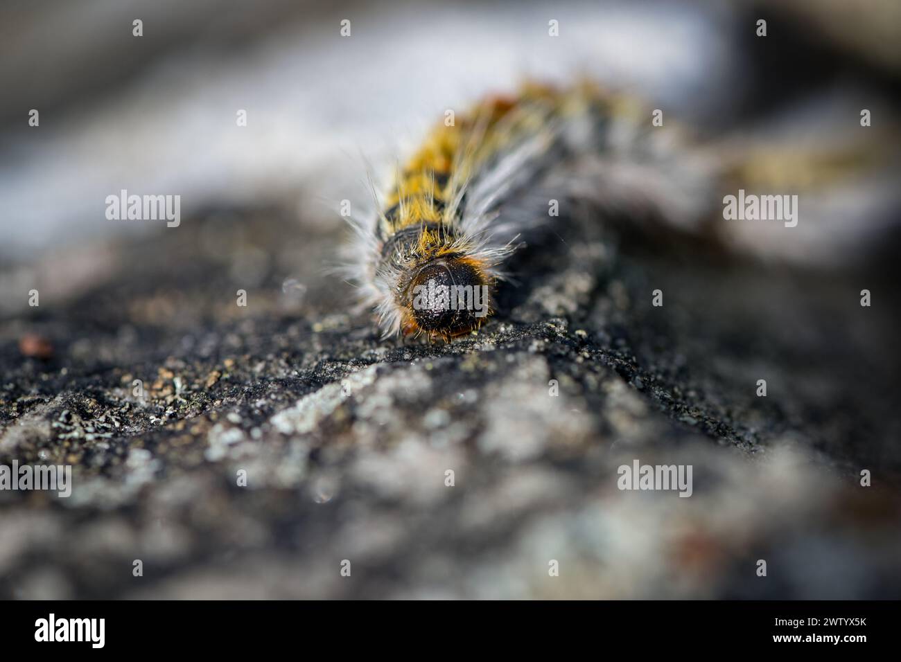 View on processionary caterpillar in the forest of Fontainebleau in ...