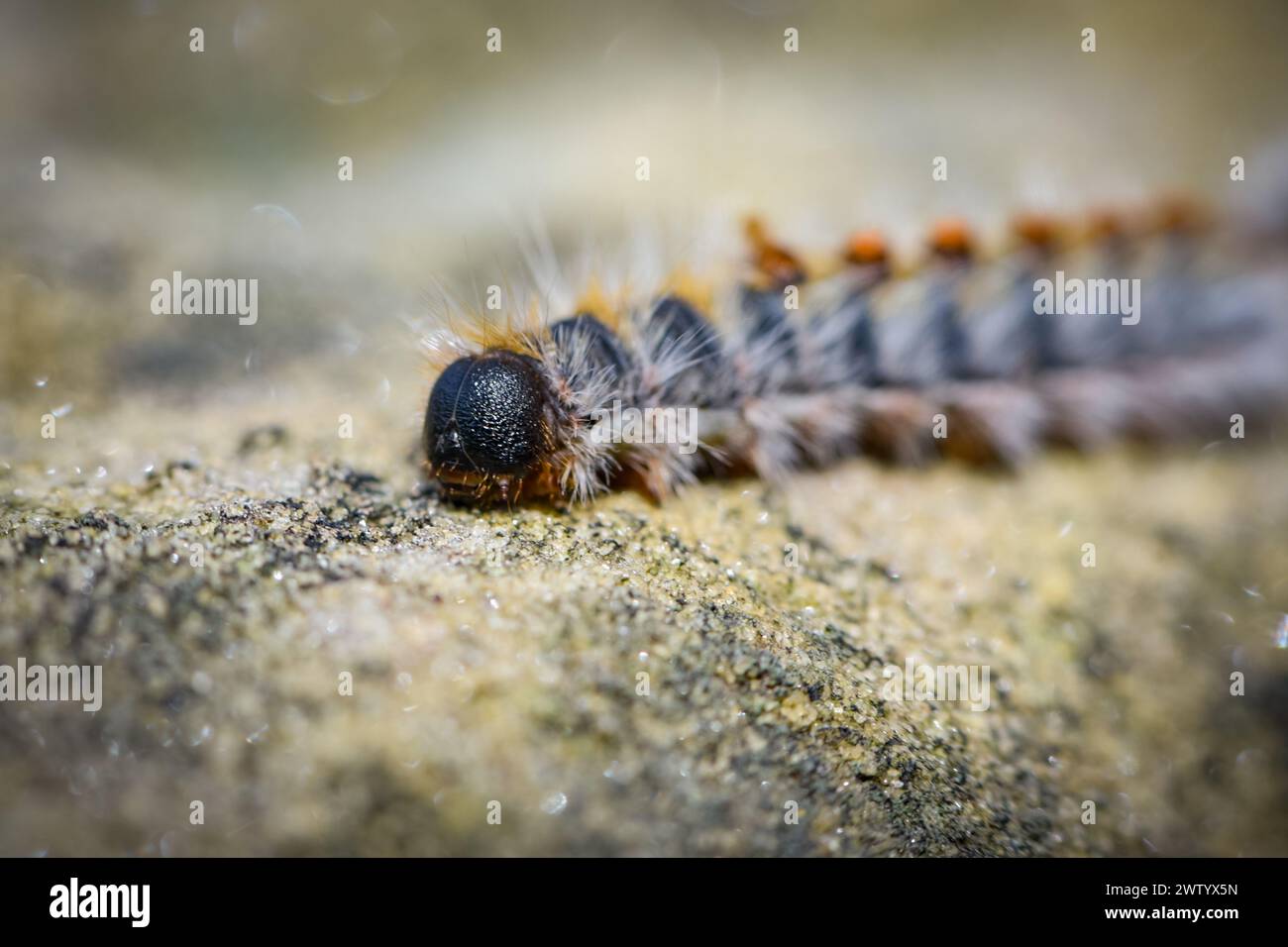 View on processionary caterpillar in the forest of Fontainebleau in ...