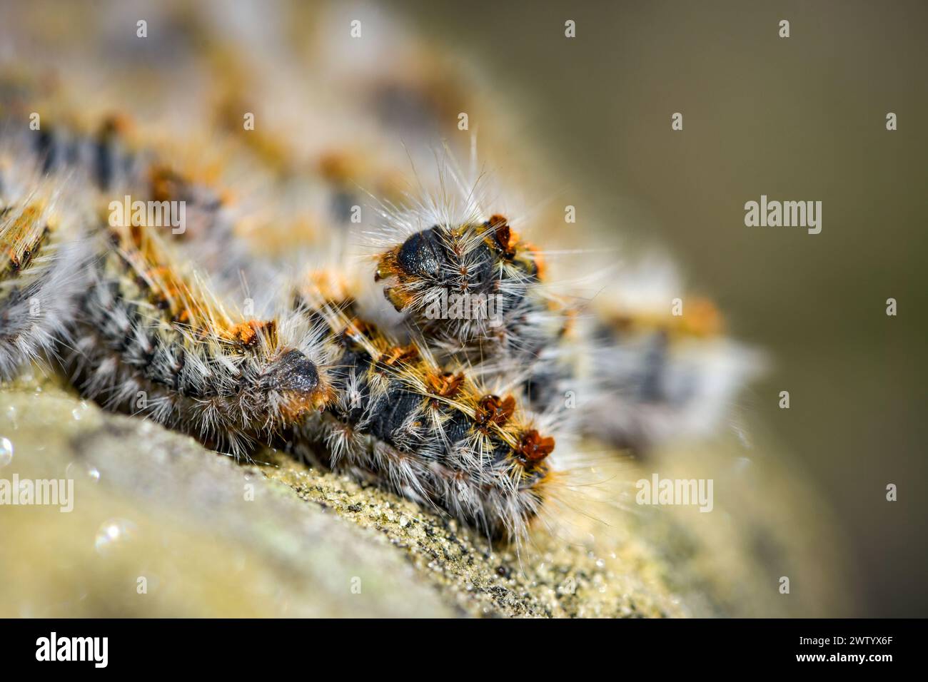 View on processionary caterpillar in the forest of Fontainebleau in ...