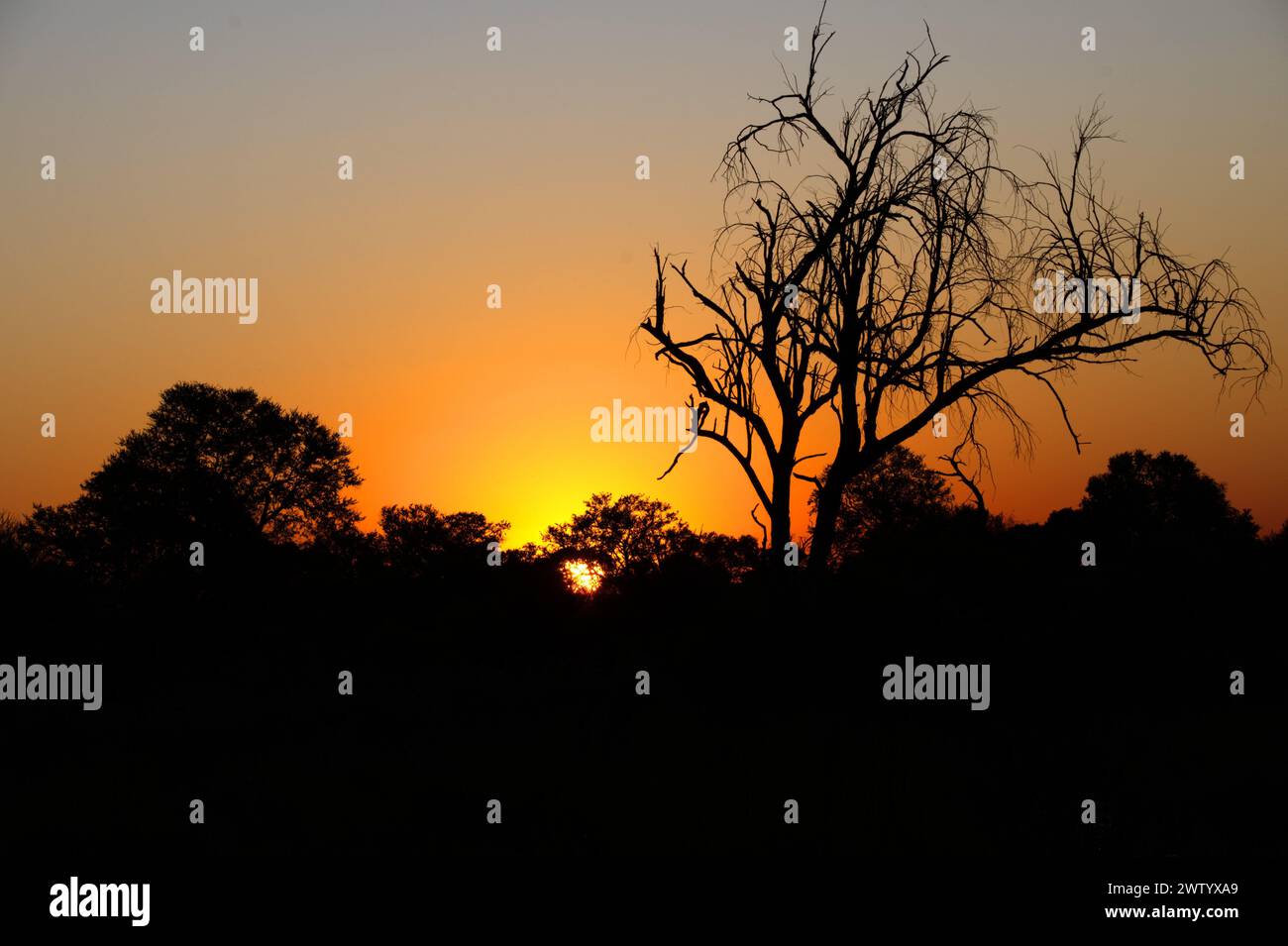 Okavango delta sunset hi-res stock photography and images - Alamy