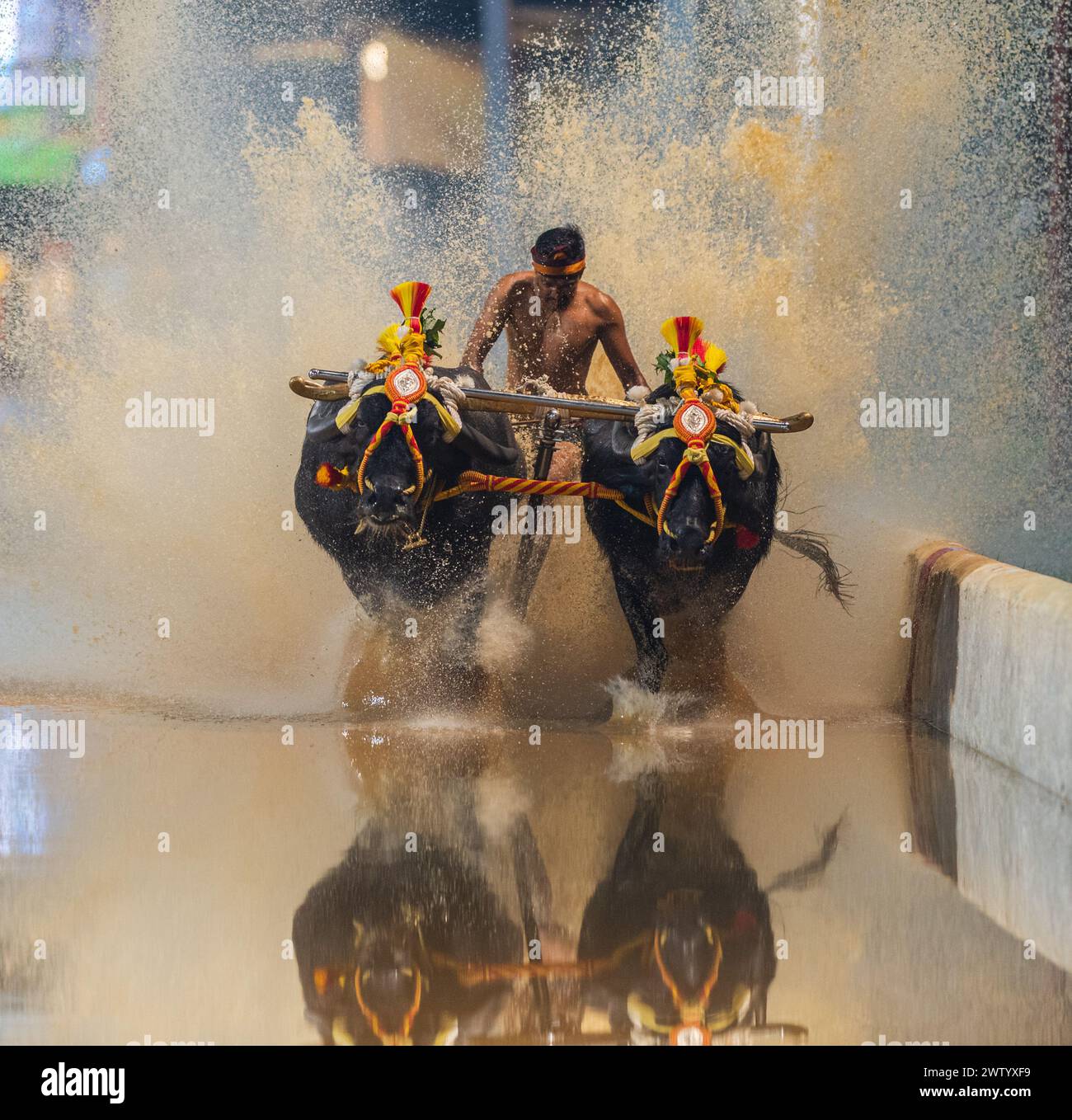 Mangalore, Karnataka - December 30th 2023 - Photo of Kambala or Buffalo ...