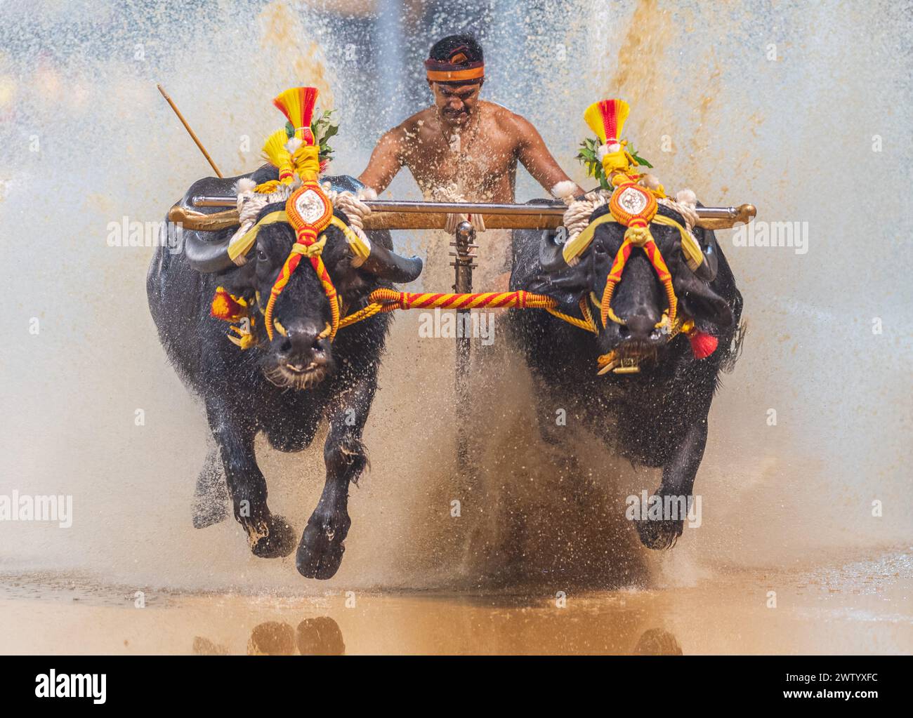 Mangalore, Karnataka - December 30th 2023 - Photo of Kambala or Buffalo ...