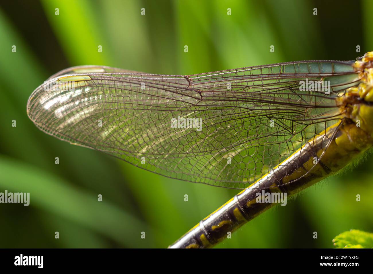 Larval dragonfly grey shell. Nymphal exuvia of Gomphus vulgatissimus ...