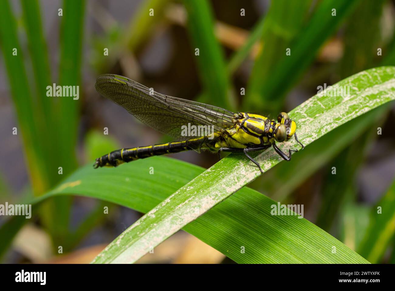 Larval dragonfly grey shell. Nymphal exuvia of Gomphus vulgatissimus ...