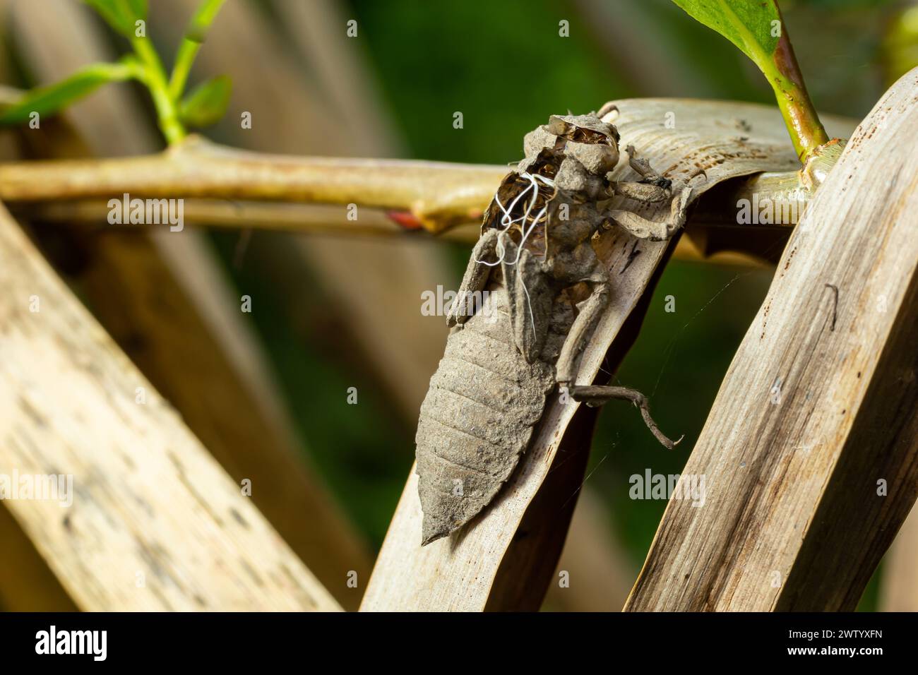 Larval dragonfly grey shell. Nymphal exuvia of Gomphus vulgatissimus ...