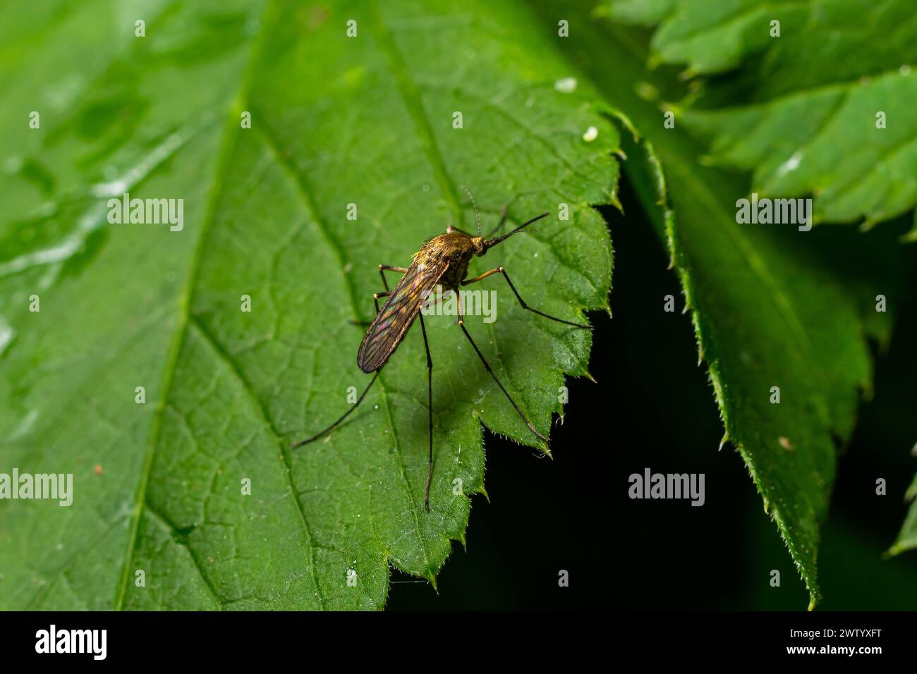 Female aedes mosquito hi-res stock photography and images - Alamy