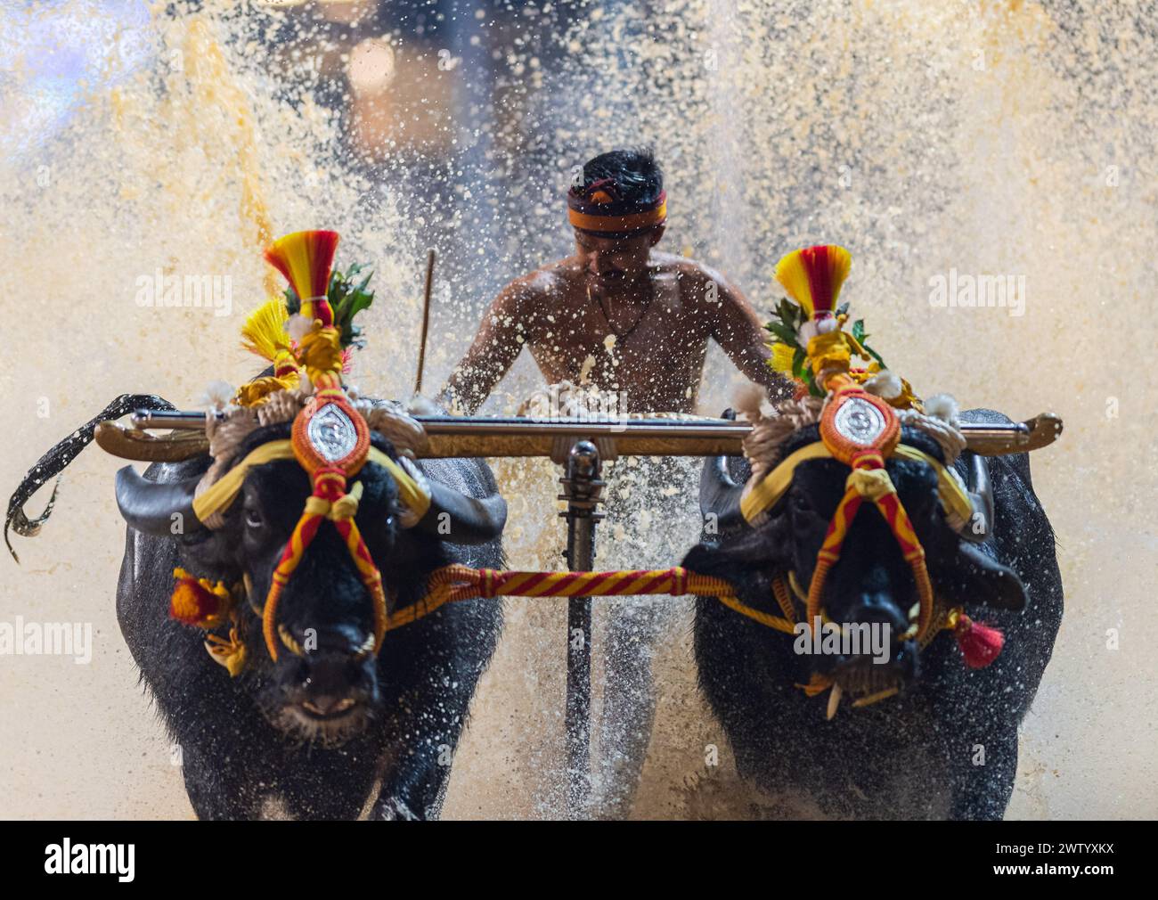 Mangalore, Karnataka - December 30th 2023 - Photo of Kambala or Buffalo ...