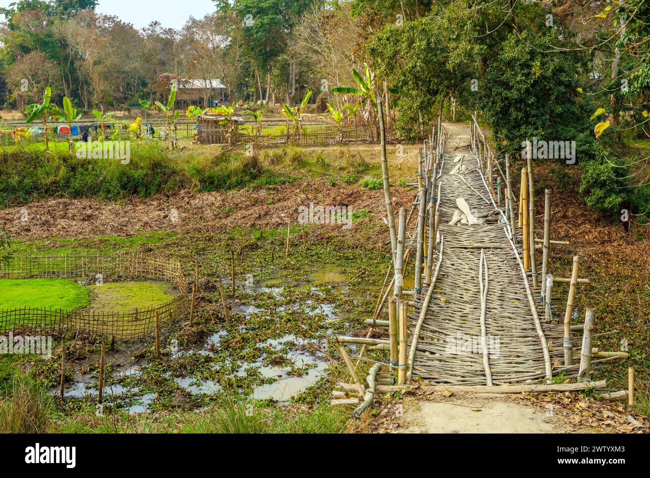 Bamboo bridge on Majuli Island, Assam, India Stock Photo - Alamy