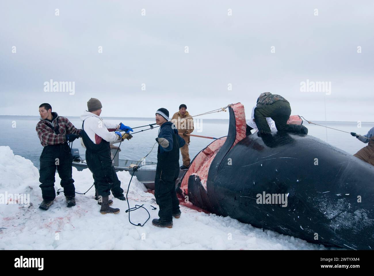 Inupiaq subsistence whalers bowhead whale catch on the pack ice during ...