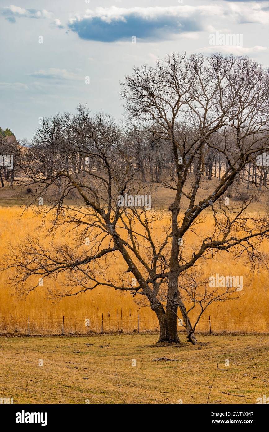 Prairie and trees on private land viewed from Pilot Knob State Park ...