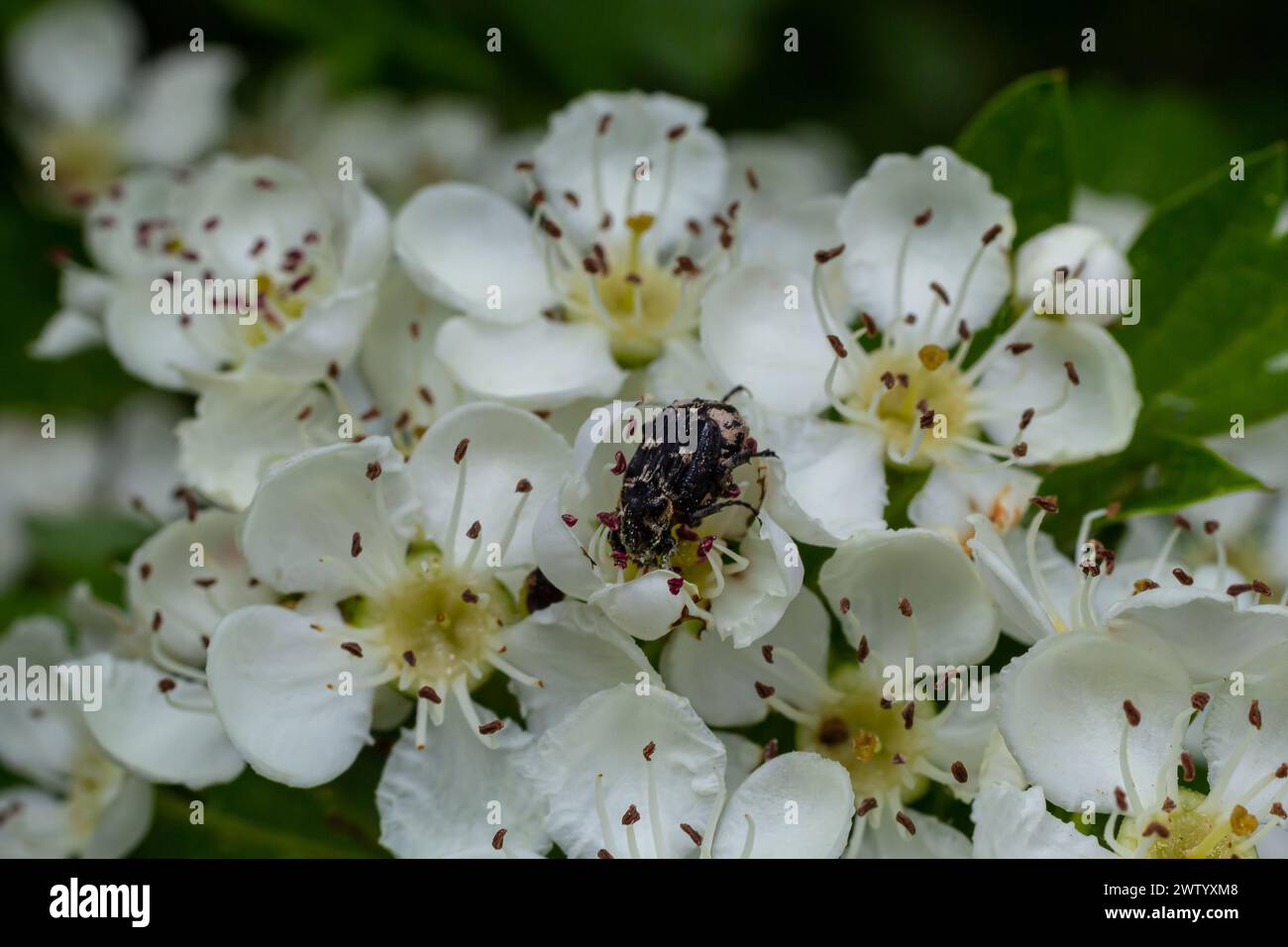 White spotted rose beetle: A Beneficial Insect for Pollination and ...