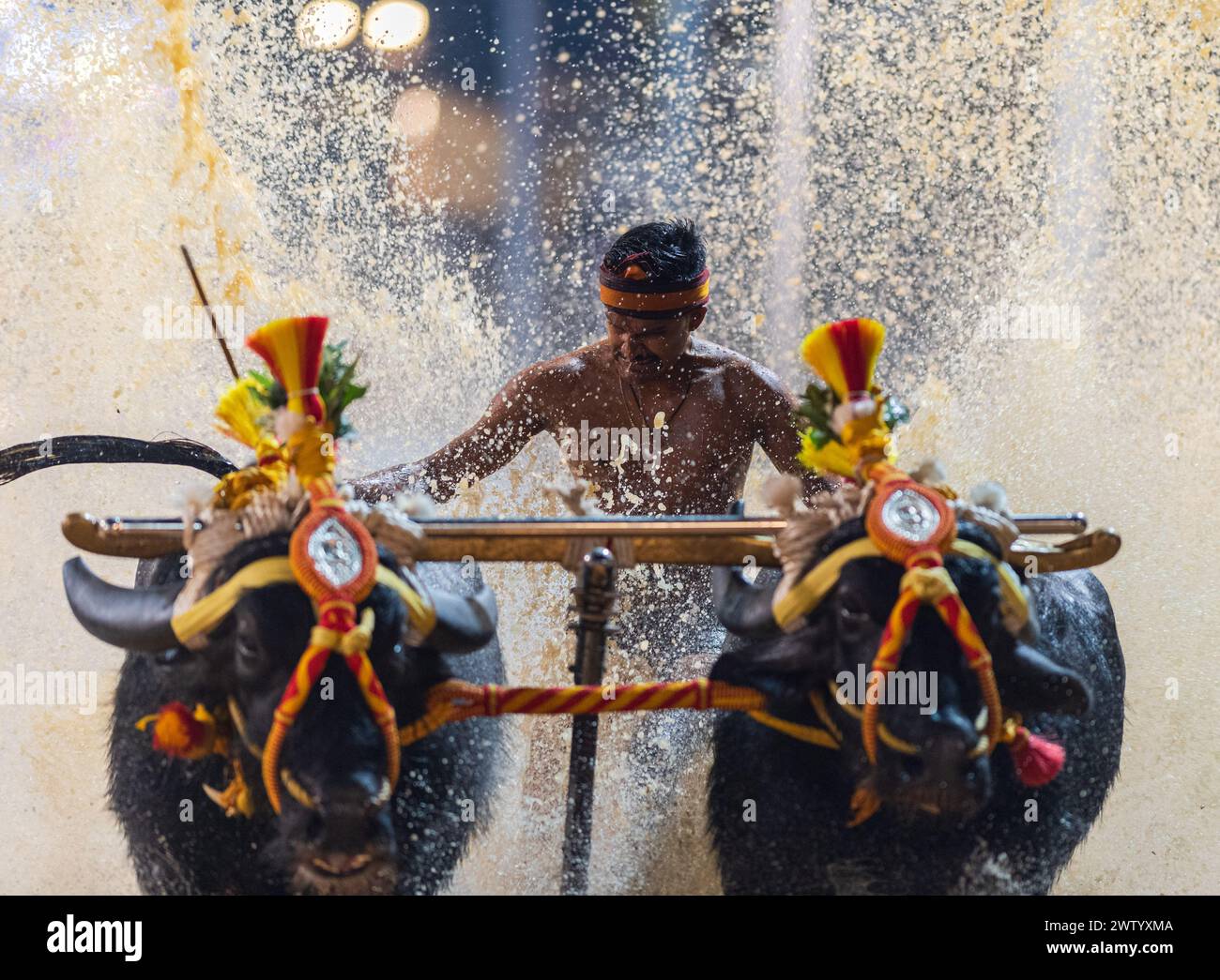 Mangalore, Karnataka - December 30th 2023 - Photo of Kambala or Buffalo ...