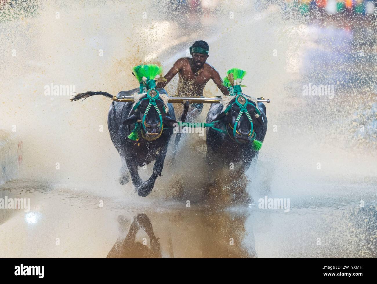 Mangalore, Karnataka - December 30th 2023 - Photo of Kambala or Buffalo ...