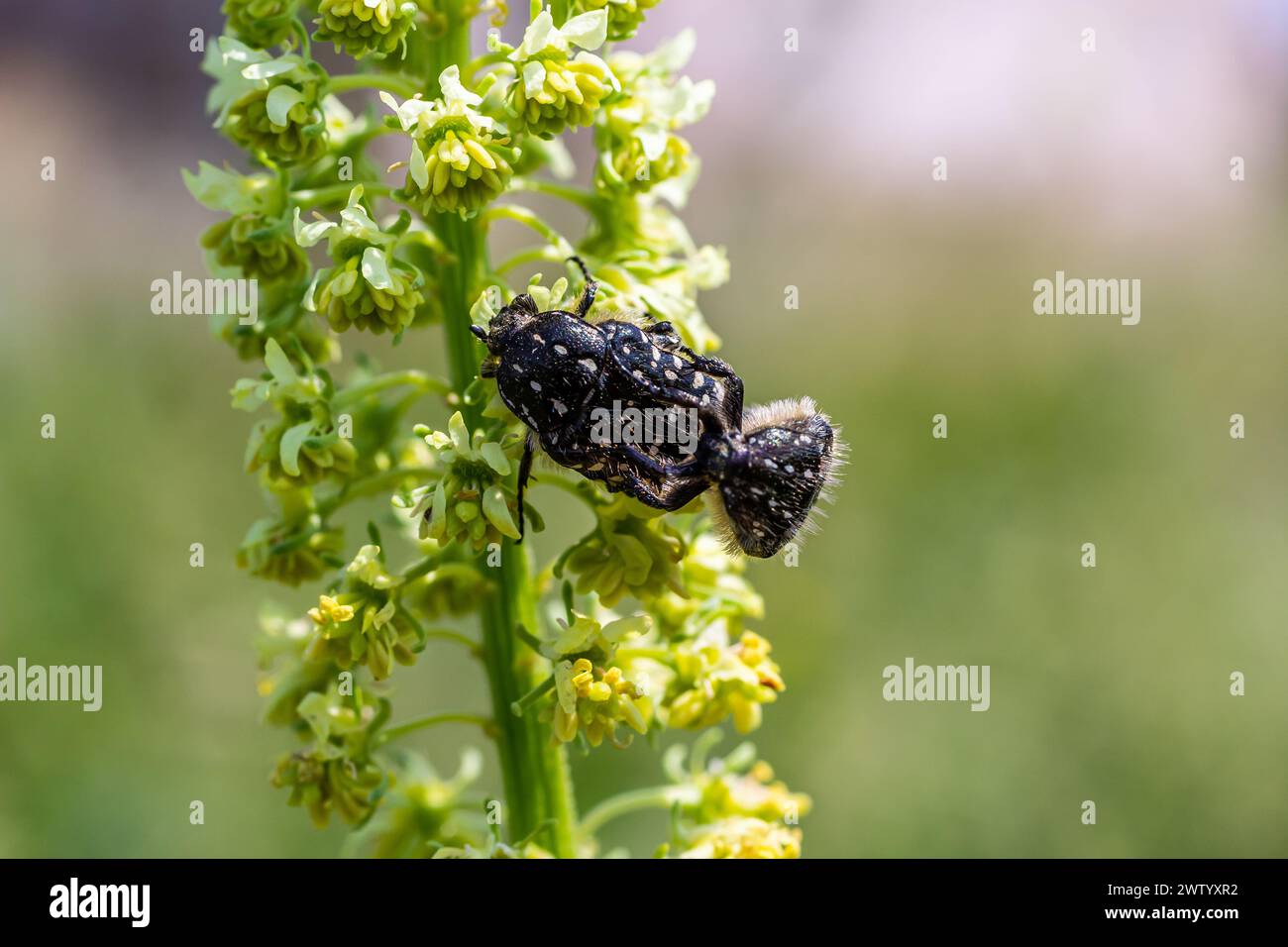 White spotted rose beetle: A Beneficial Insect for Pollination and ...