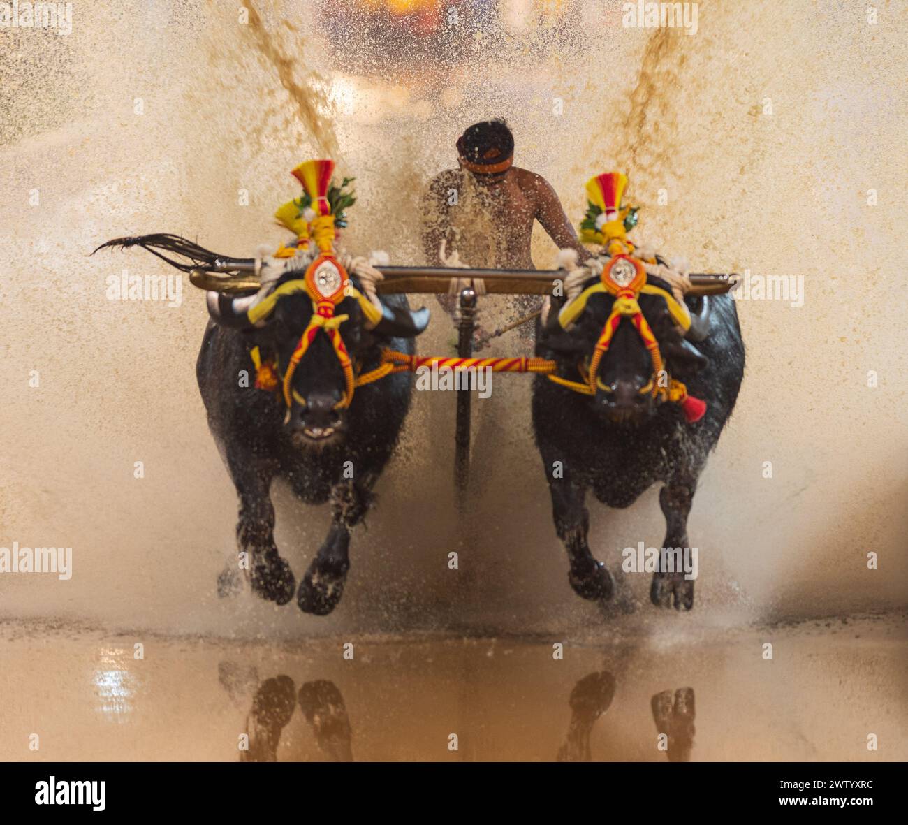 Mangalore, Karnataka - December 30th 2023 - Photo of Kambala or Buffalo ...