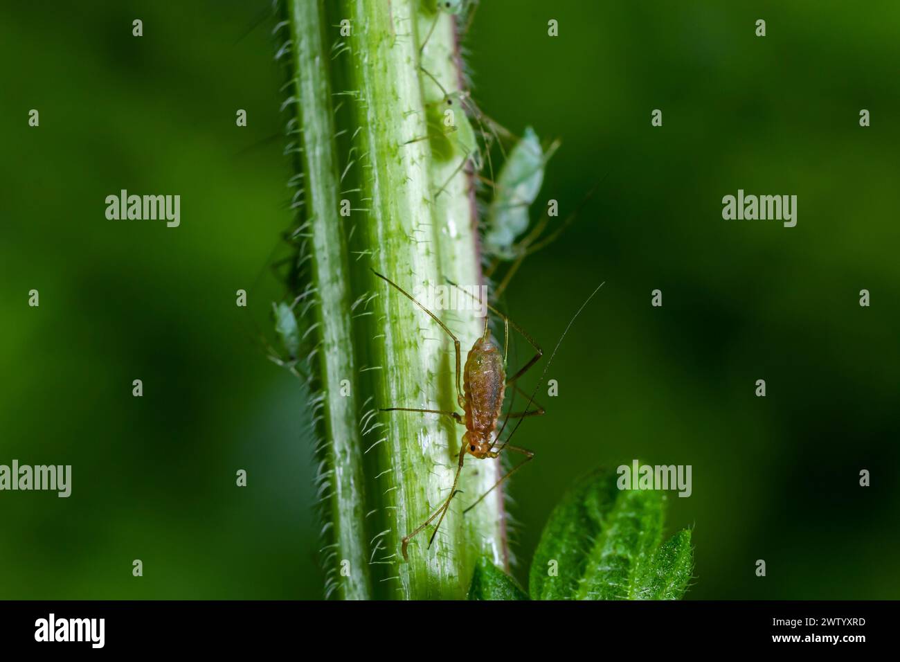Macrosiphum rosae, the rose aphid is an aphid of the family Aphididae ...