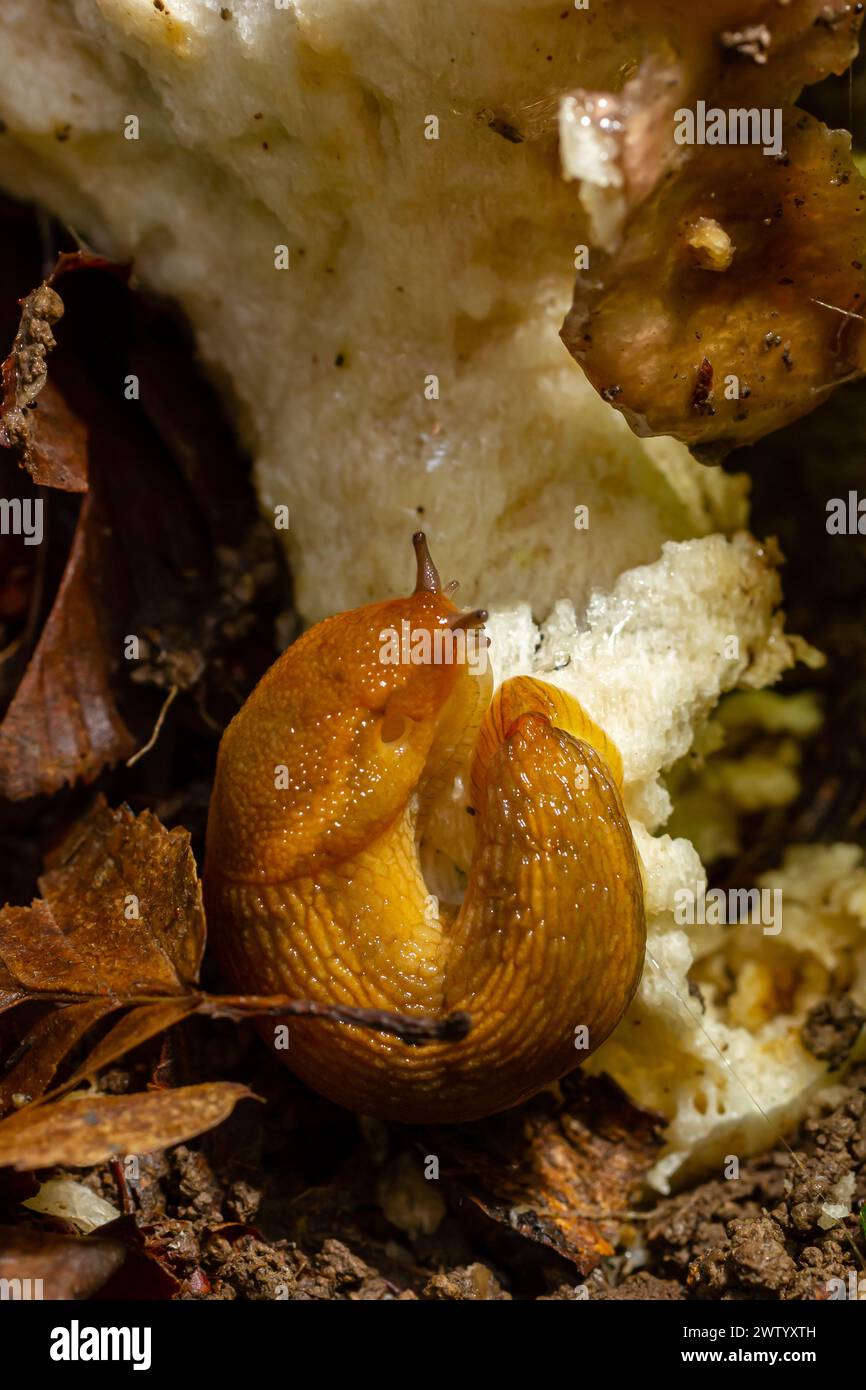 Terrestrial slug hi-res stock photography and images - Alamy