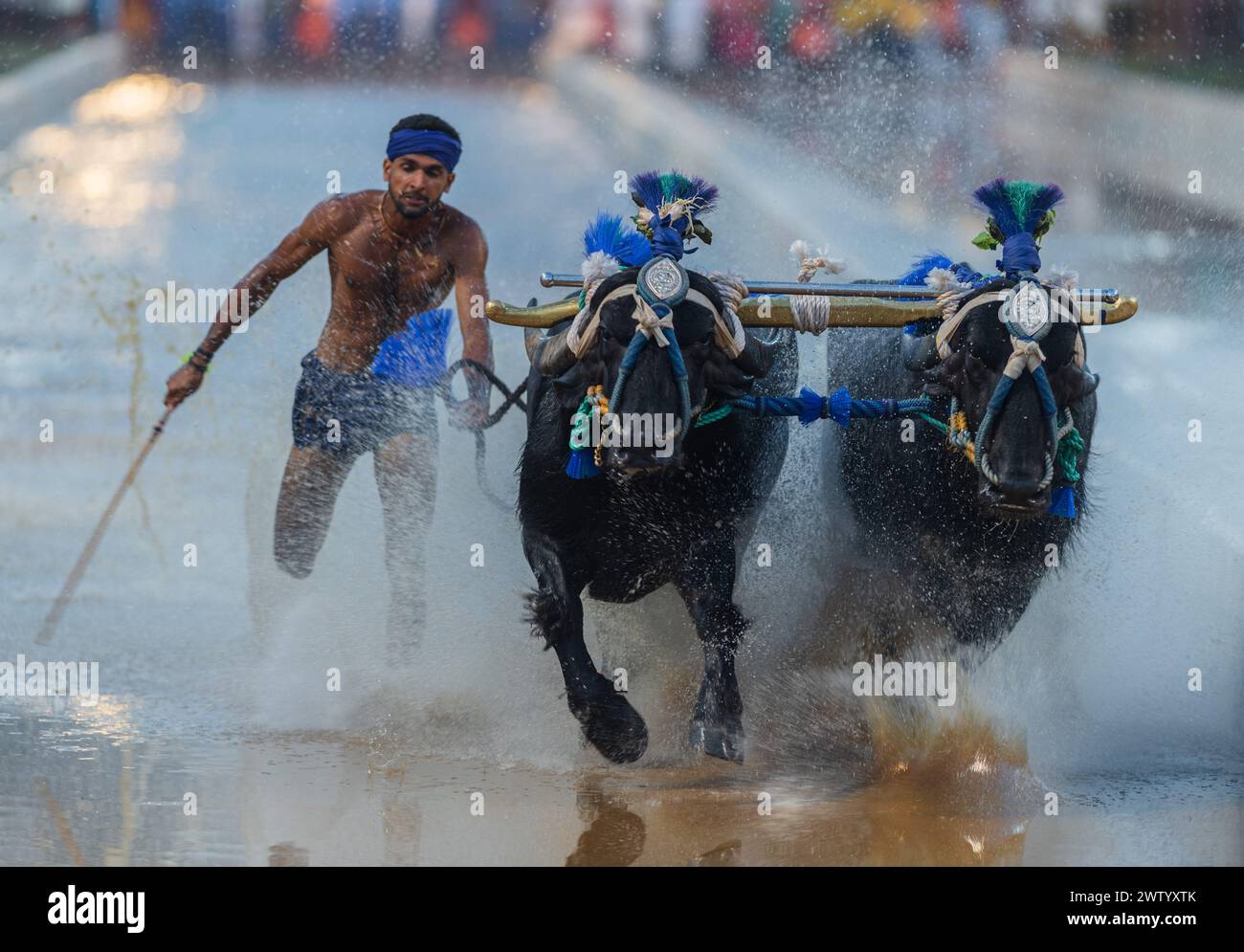 Mangalore, Karnataka - December 30th 2023 - Photo of Kambala or Buffalo ...