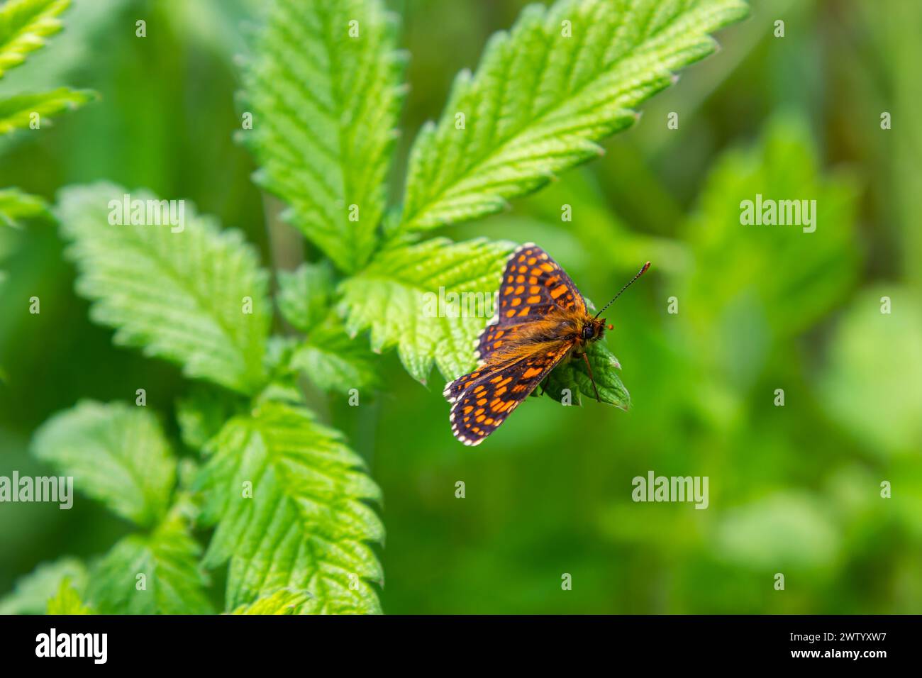 The heath fritillary butterfly Melitaea athalia. Beautiful fritillary ...