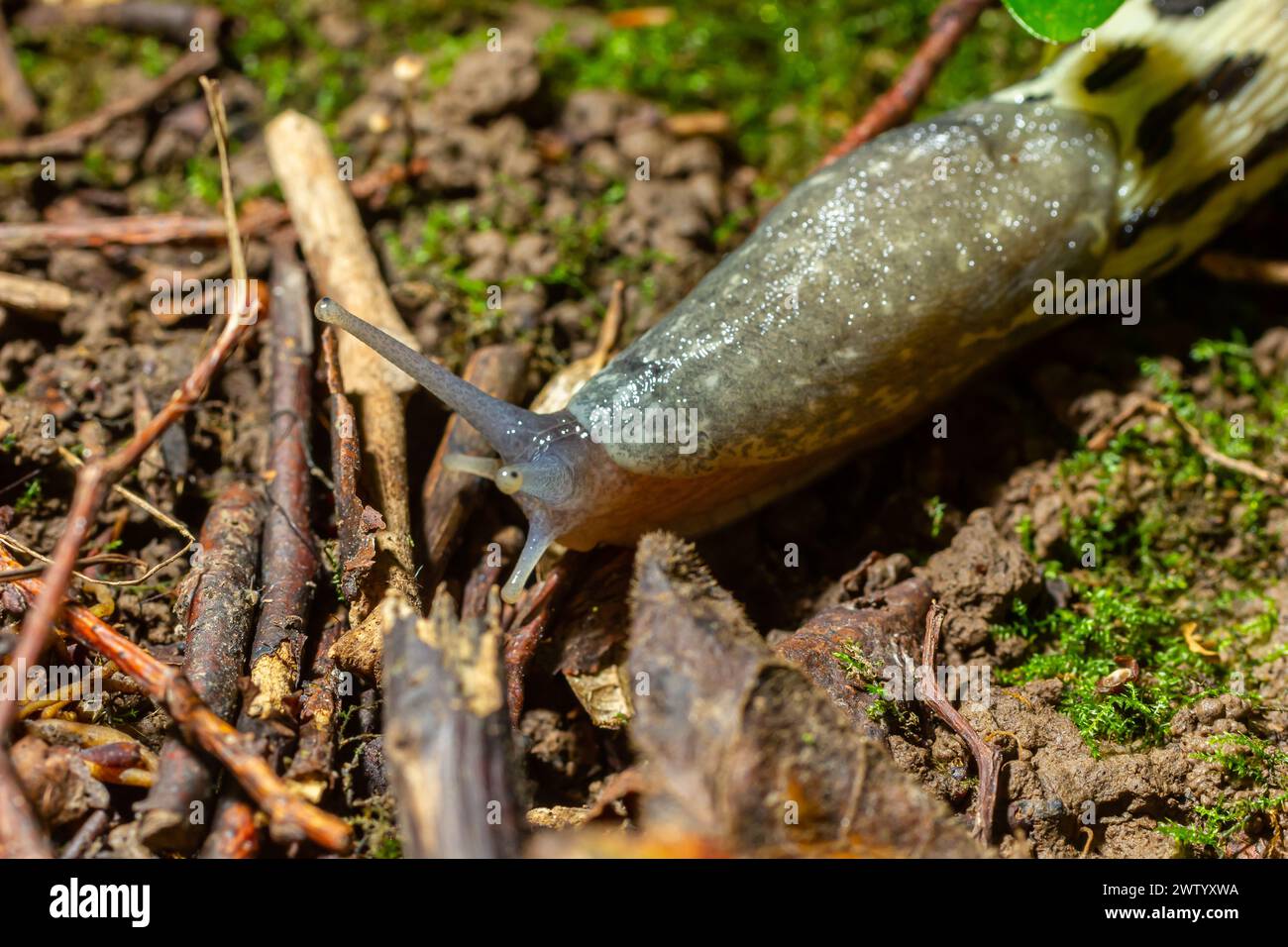 Limax maximus - leopard slug crawling on the ground among the leaves ...