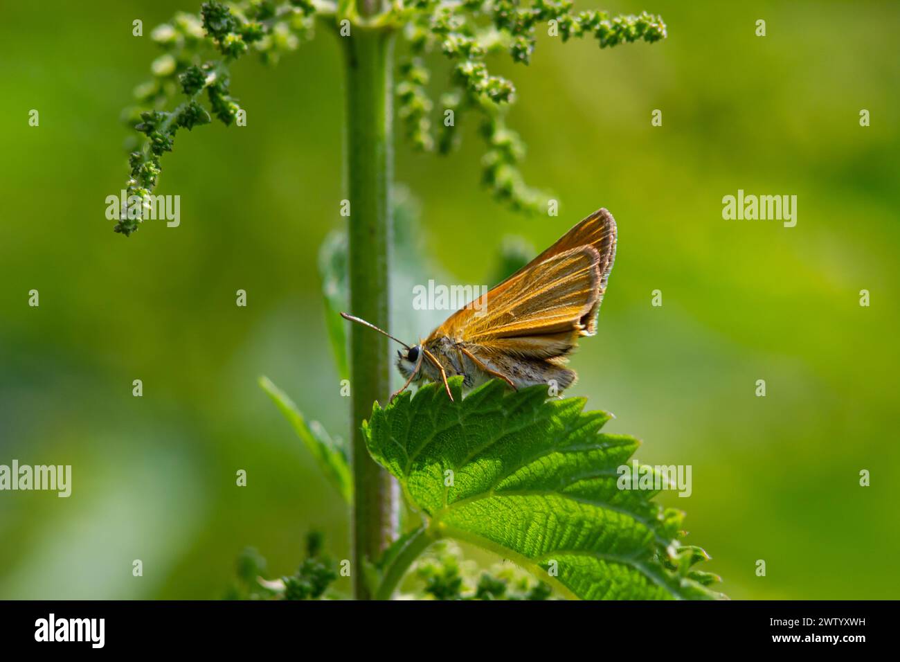The heath fritillary butterfly Melitaea athalia. Beautiful fritillary ...