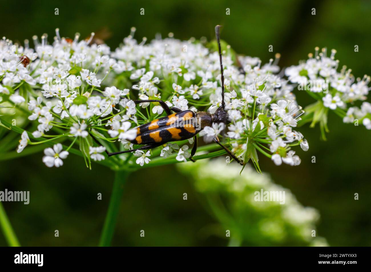 Closeup on a Spotted longhorn beetle, Leptura maculata on the white ...