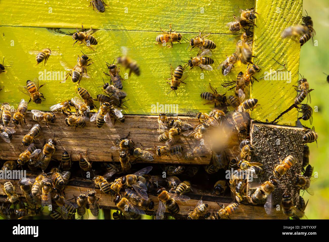 Beehive honey bees hi-res stock photography and images - Alamy