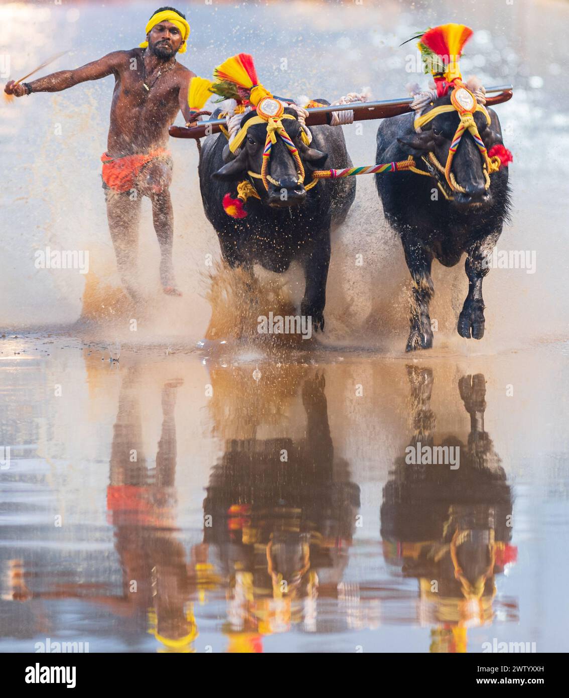 Mangalore, Karnataka - December 30th 2023 - Photo of Kambala or Buffalo ...