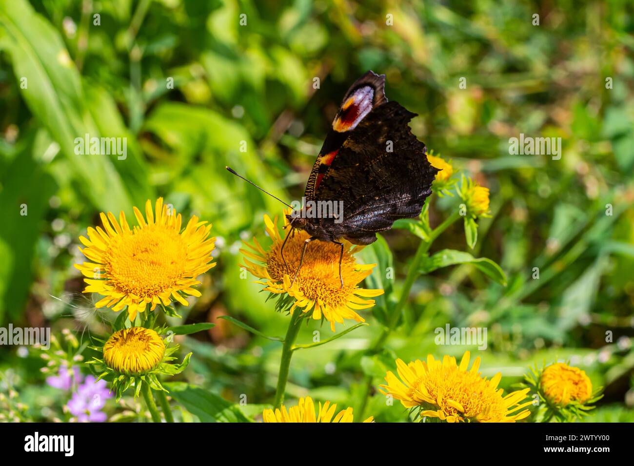 Butterfly aglais io with large spots on the wings sits on a cornflower ...