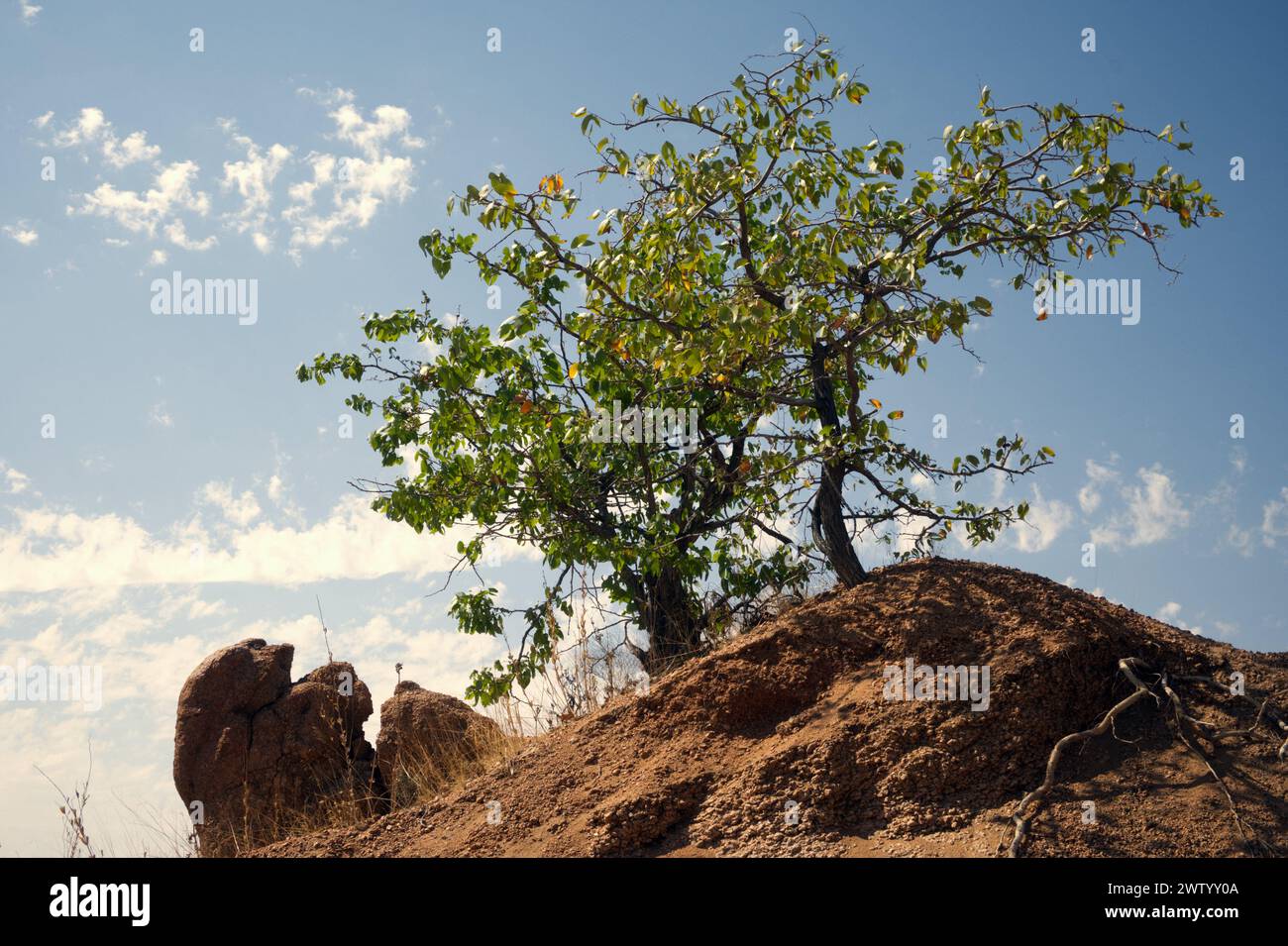 The Rock Fig, a fig tree growing out of rock in the Namib Desert ...