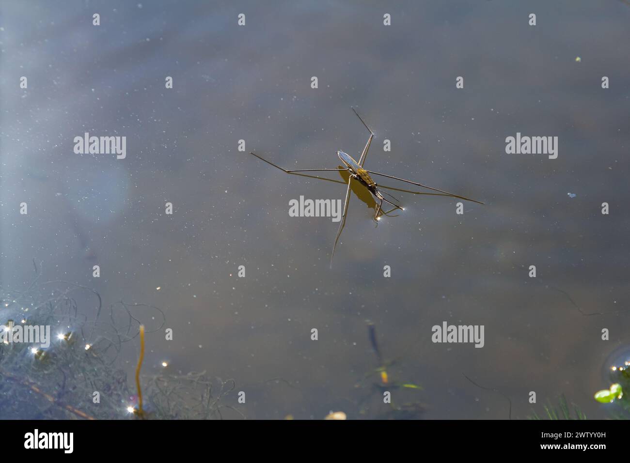 Pond insect hi-res stock photography and images - Alamy