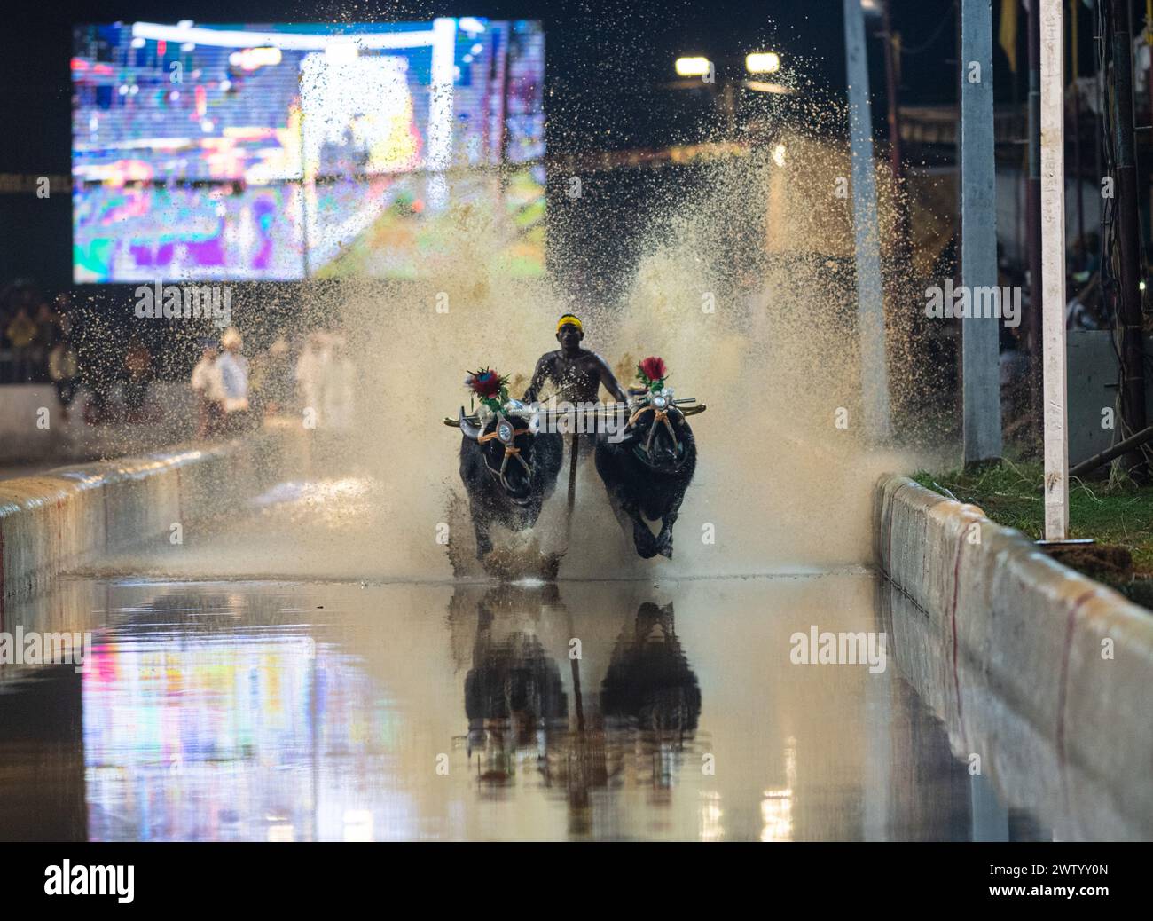 Mangalore, Karnataka - December 30th 2023 - Photo of Kambala or Buffalo ...