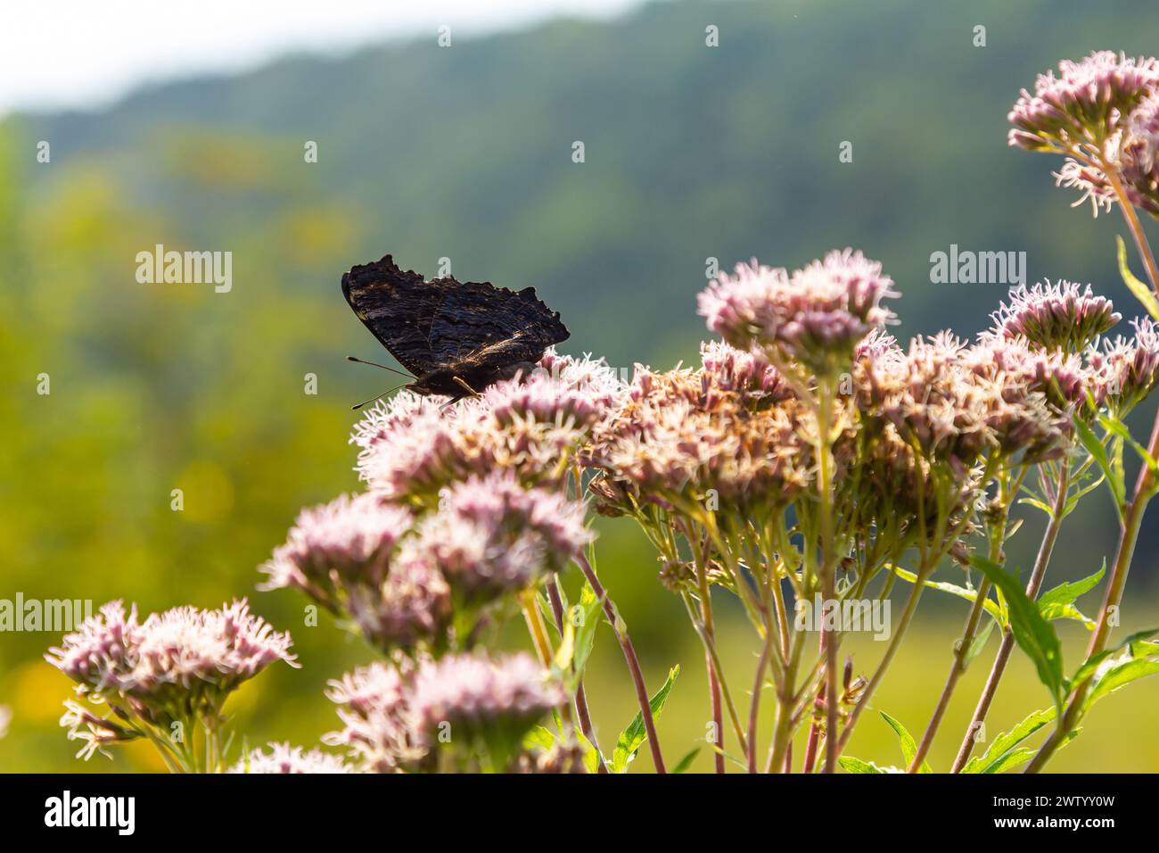 Butterfly aglais io with large spots on the wings sits on a cornflower ...