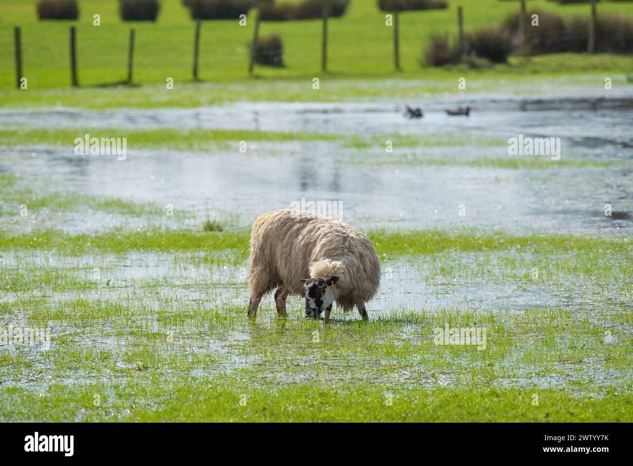 Flood uk 2024 farm hi-res stock photography and images - Alamy