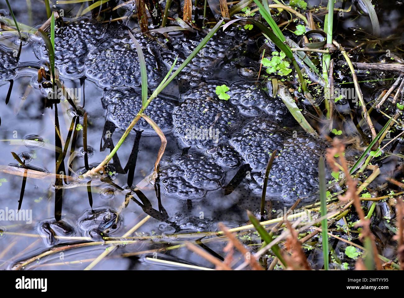 Around The UK - Frog spawn Stock Photo - Alamy