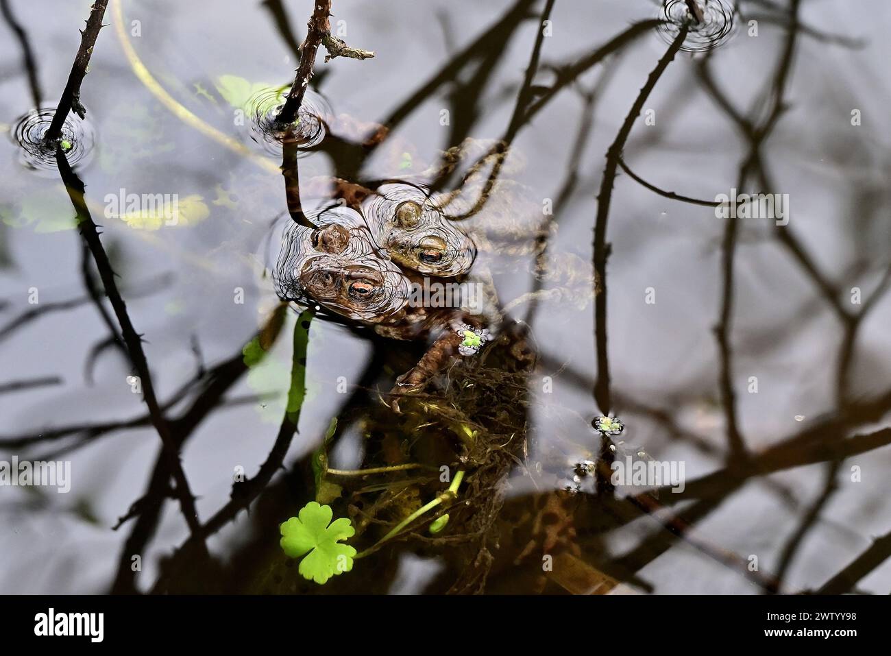 Go frogs hi-res stock photography and images - Alamy