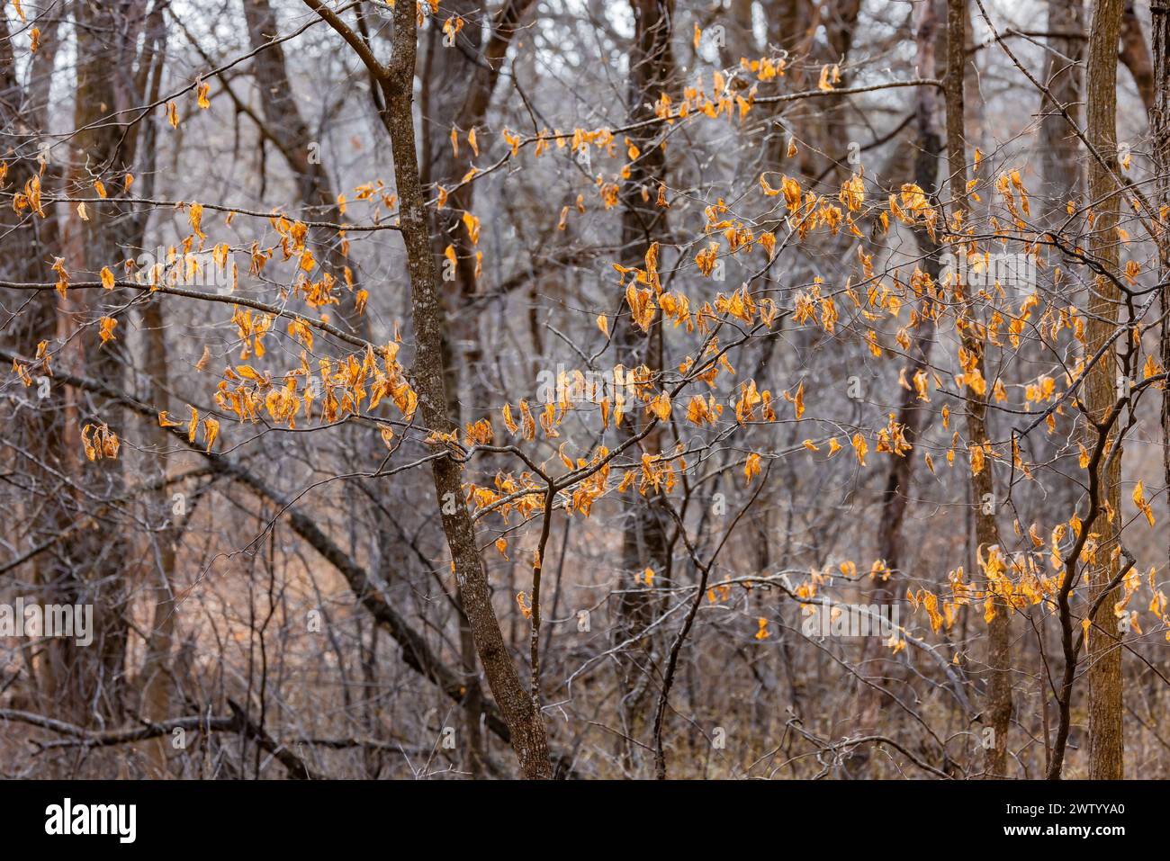 American Hophornbeam, Ostrya, virginiana, with marcescent leaves in ...
