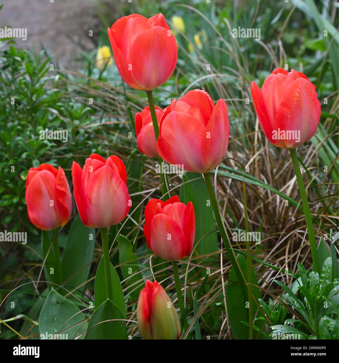 Newly opened spring flowers of tulip, tulipa Darwin Hybrid 'Orange Van ...