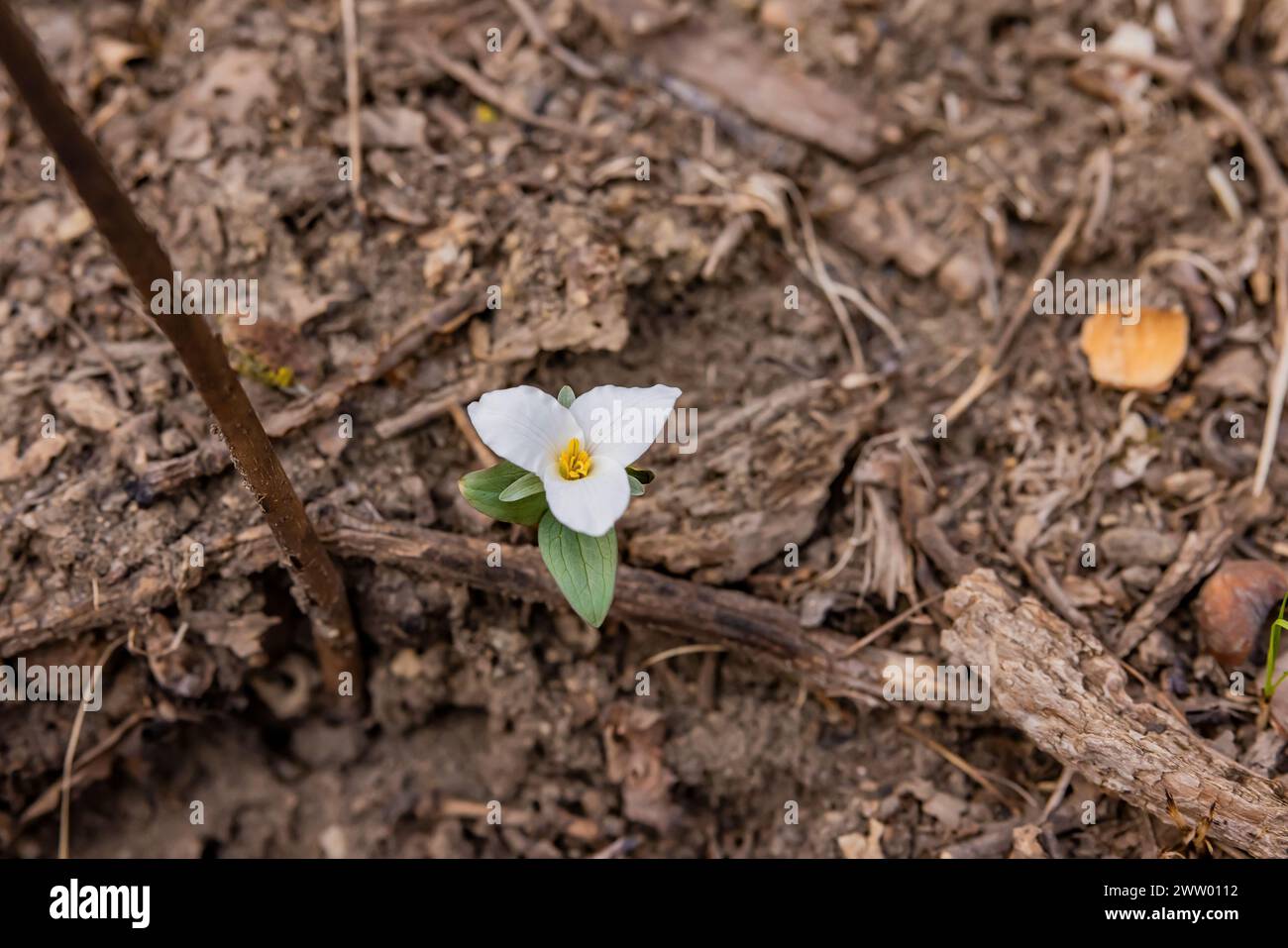 Snow Trillium, Trillium nivale, a rare species blooming in March, soon ...