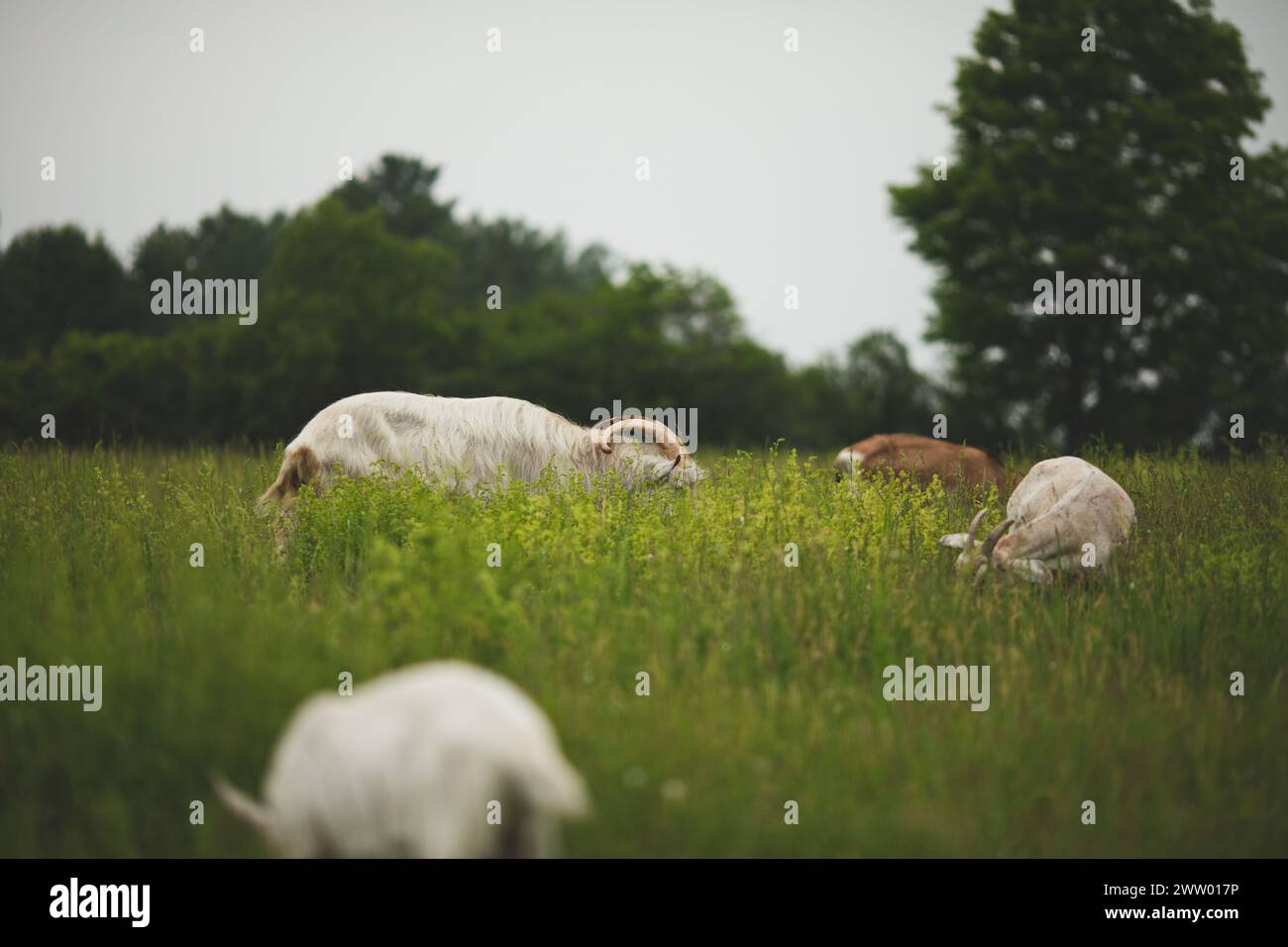 The Dairy goats on a small farm in Ontario, Canada Stock Photo - Alamy