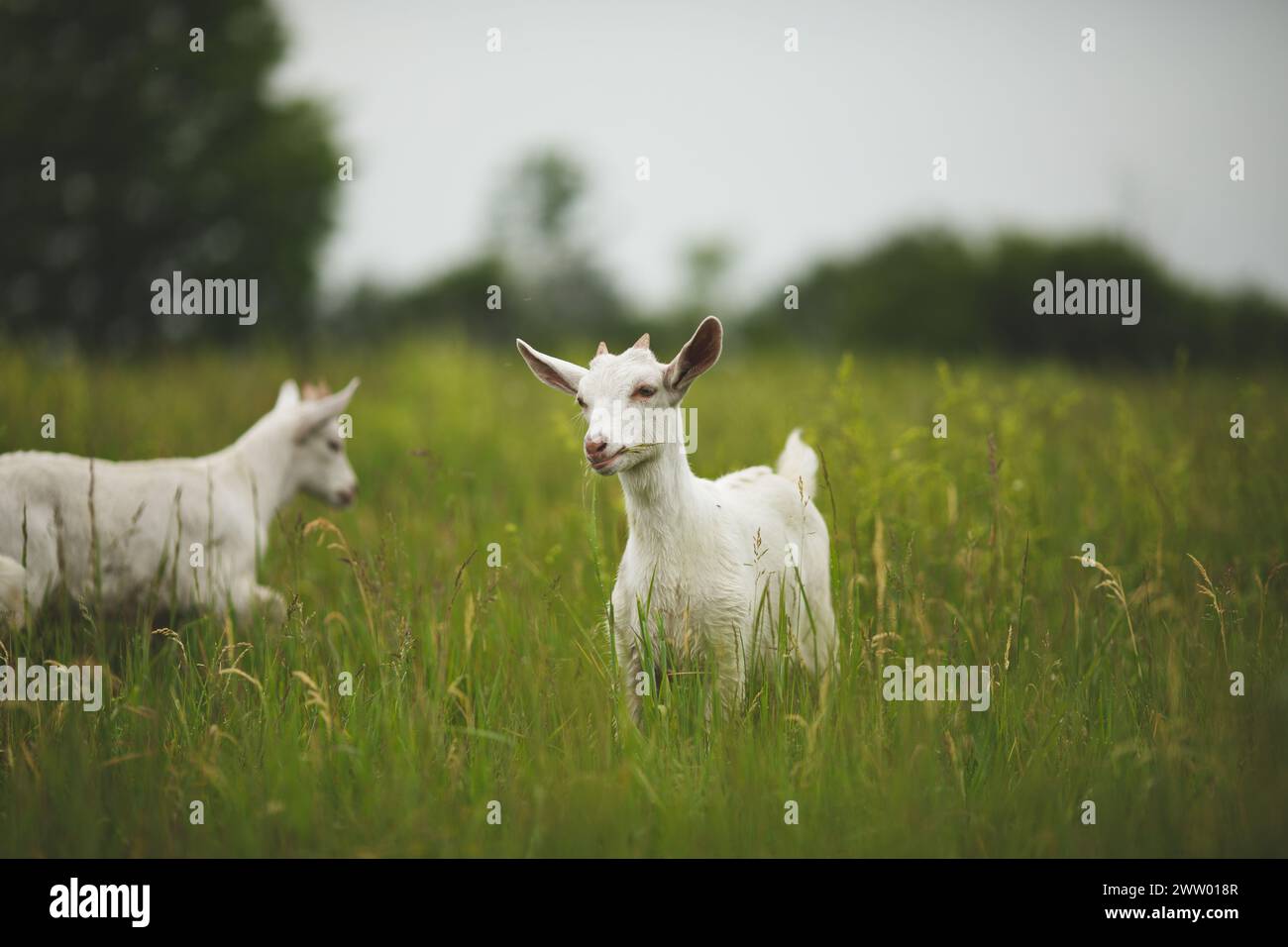 The Dairy goats on a small farm in Ontario, Canada Stock Photo - Alamy