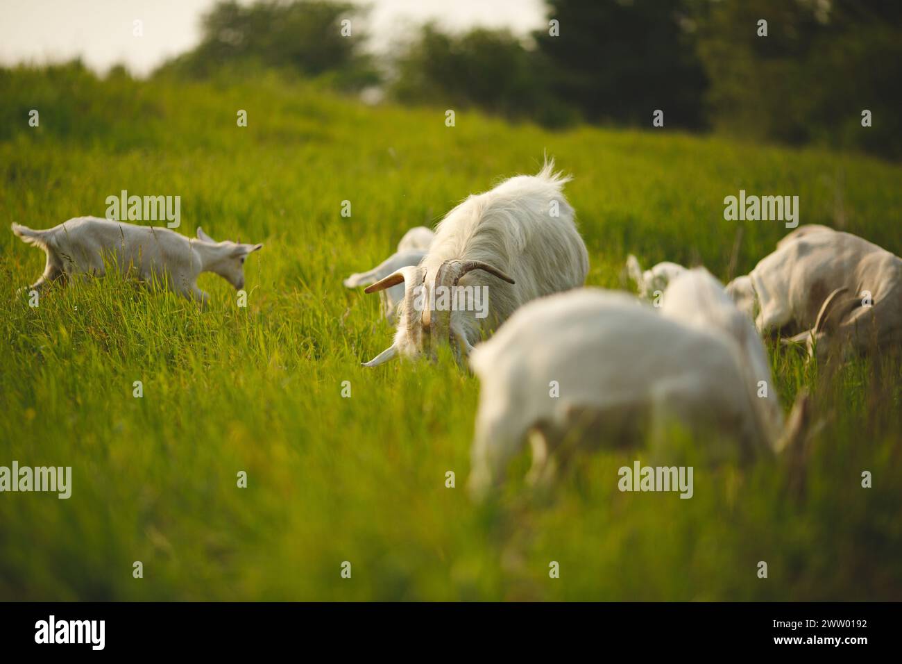 The Dairy goats on a small farm in Ontario, Canada Stock Photo - Alamy
