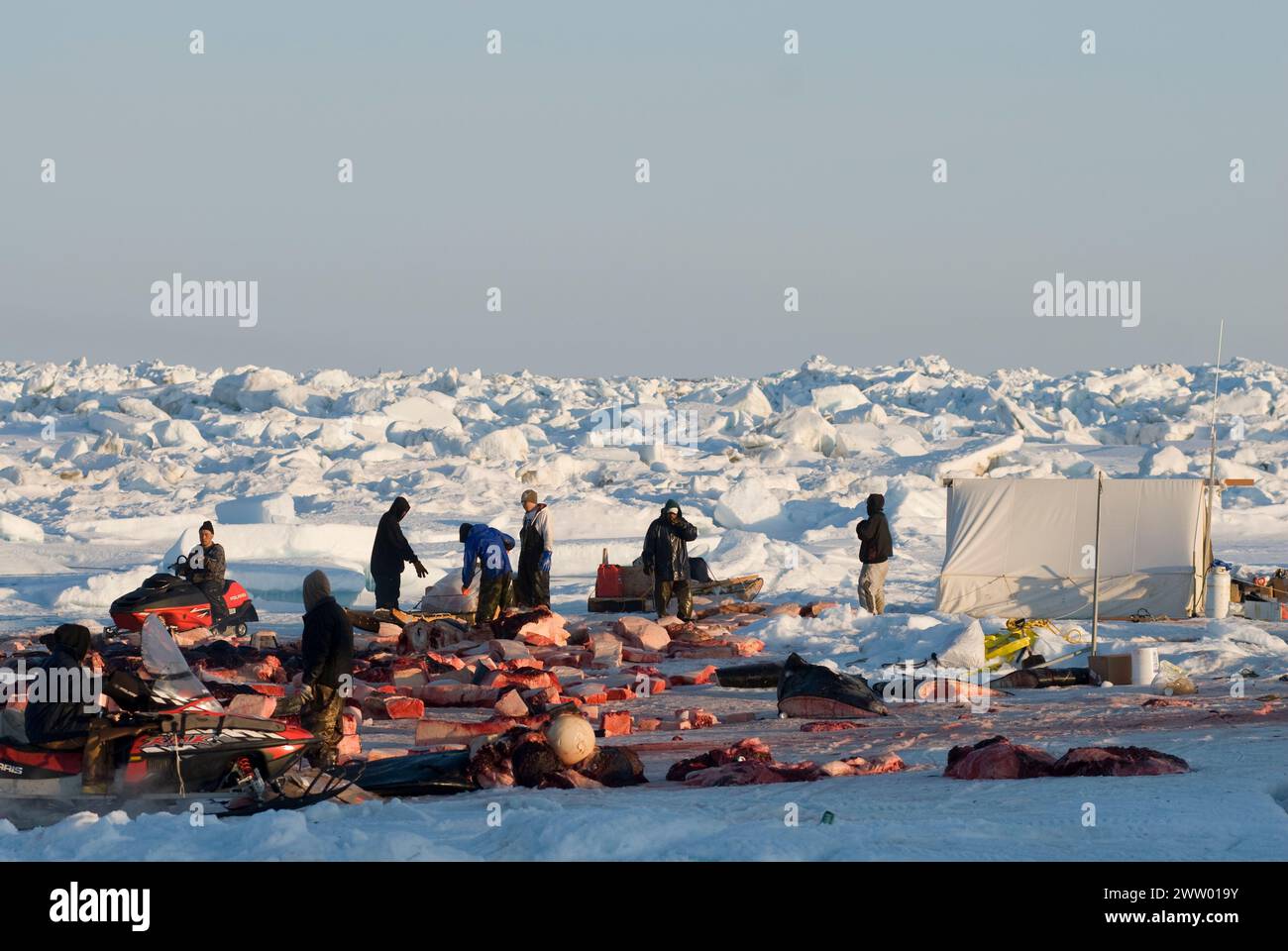 Inupiaq subsistence whalers bowhead whale catch on the pack ice during ...