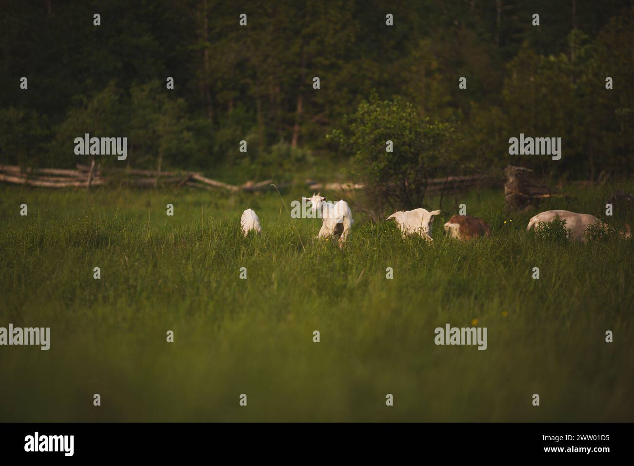 The Dairy goats on a small farm in Ontario, Canada Stock Photo - Alamy