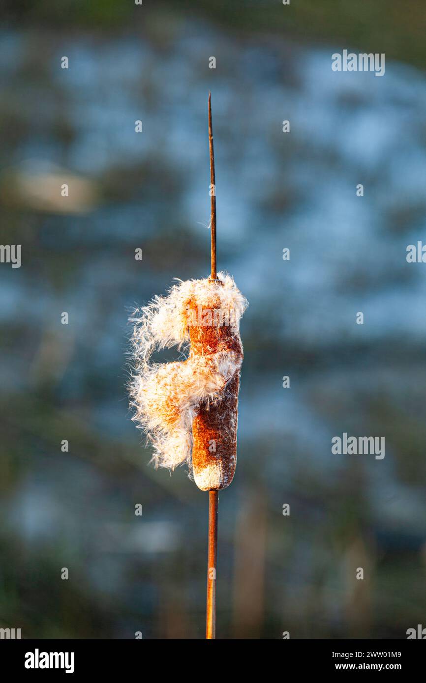 Seeds falling from a cattail head in Steveston British Columbia Canada ...