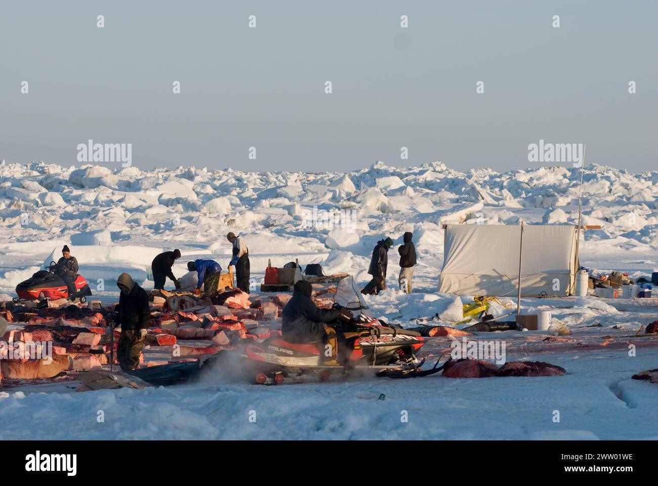 Inupiaq subsistence whalers bowhead whale catch on the pack ice during ...