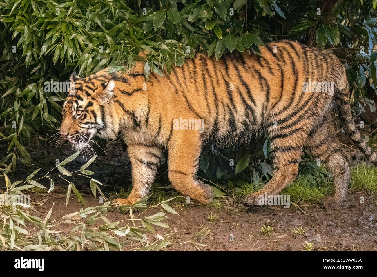Male sumatran tiger predator hi-res stock photography and images - Alamy