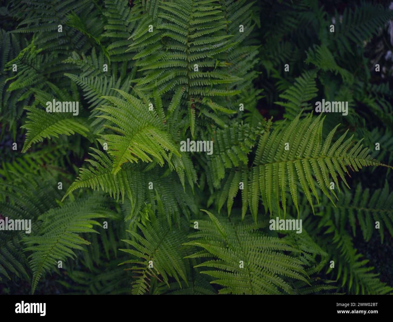 Beautiful ferns leaves green foliage. Close up of beautiful growing ...