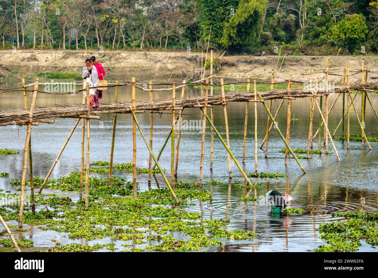 Bamboo bridge on Majuli Island, Assam, India Stock Photo - Alamy